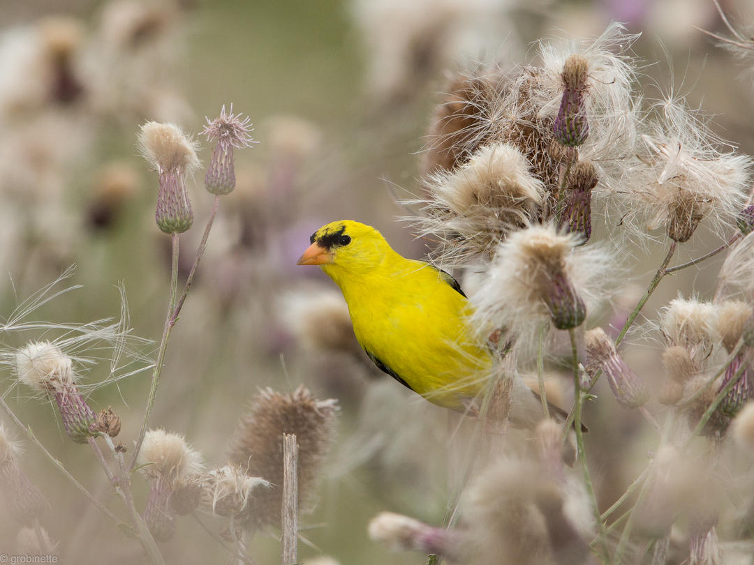 Audubon Works in Central Pennsylvania | Audubon Pennsylvania